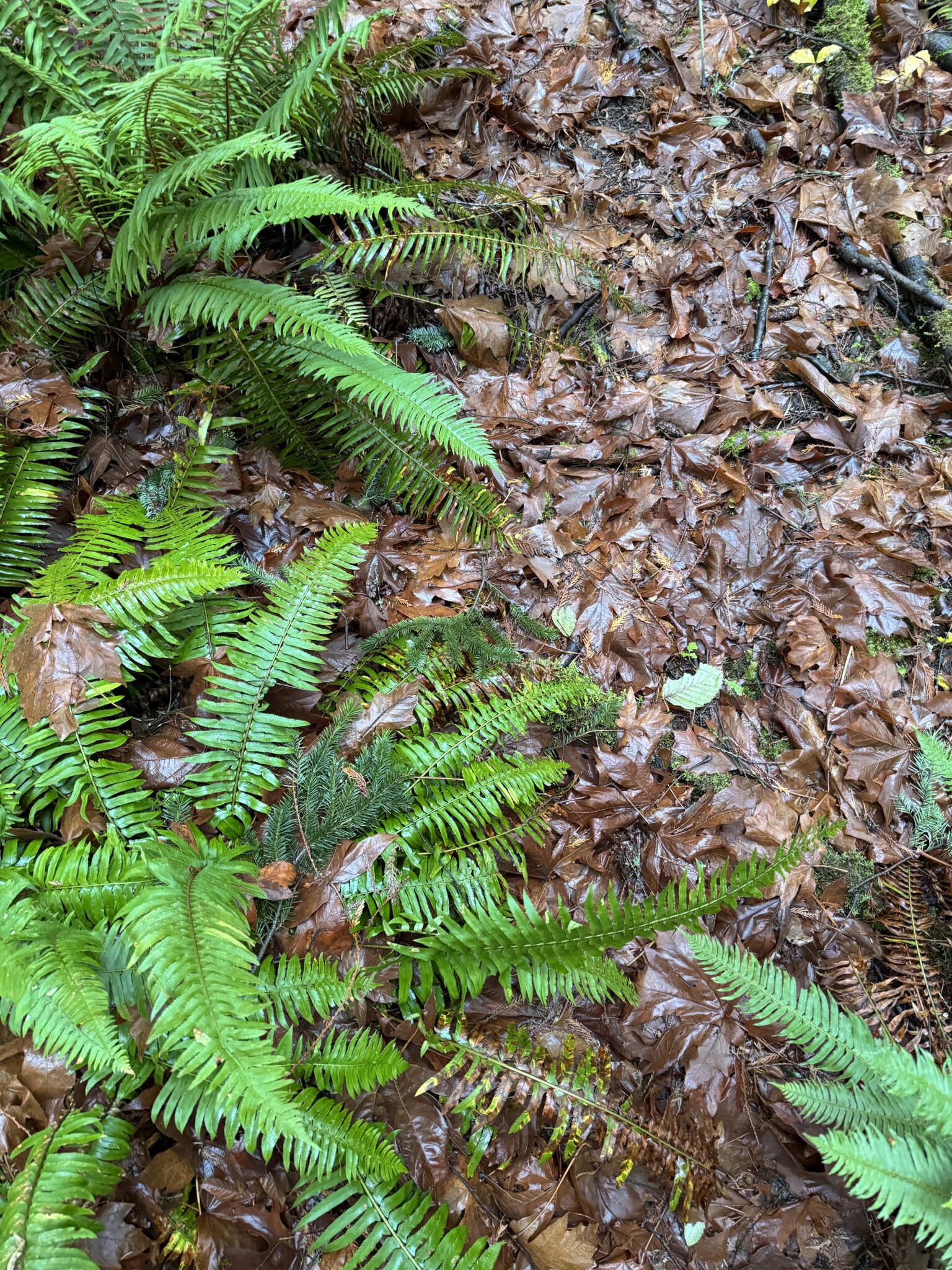 Property Stewardship | Alder Environmental